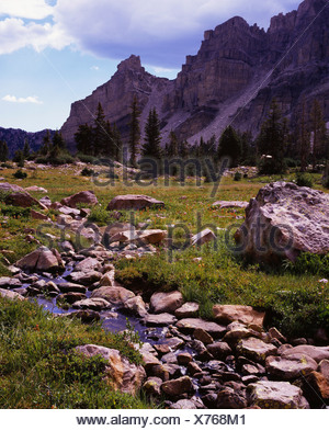 Alpine meadow in the Uinta Mountains, Amethyst Basin, High Uintas Stock ...
