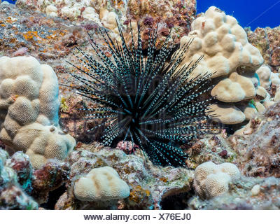 Lobe coral Porites lobata on the ocean floor, lagoon of Tahiti Stock ...