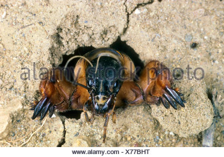 European mole cricket, Mole cricket (Gryllotalpa gryllotalpa), looking ...