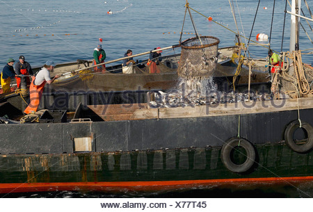 Fish being unloaded from the net traps into the full main trap boat ...