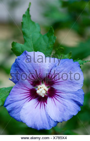 Blue Hibiscus, Hibiscus syriacus 'Blue Bird', Malvaceae, Asia. Aka ...