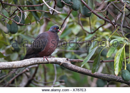 laurel pigeon (Columba junoniae), male sitting in a fig tree, Canary ...