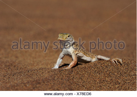 Africa, Namibia, Shovel-snouted lizard in namib desert Stock Photo - Alamy