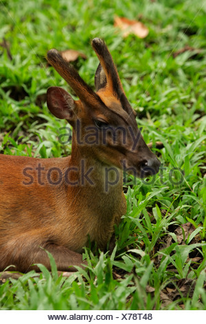 Southern Red Muntjac, Barking Deer, Bornean Red Muntjac, Indian Stock ...