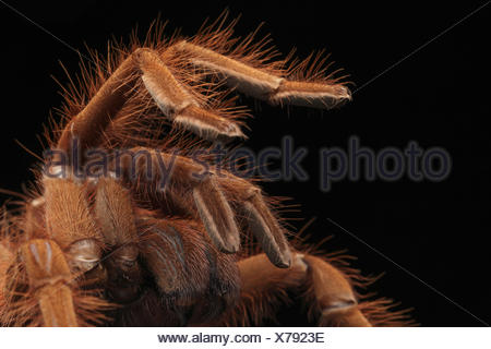 Pinkfoot Goliath Birdeater (Theraphosa apophysis) adult, close up of ...