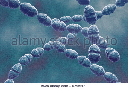 Streptococcus pyogenes bacterium Stock Photo: 17255295 - Alamy