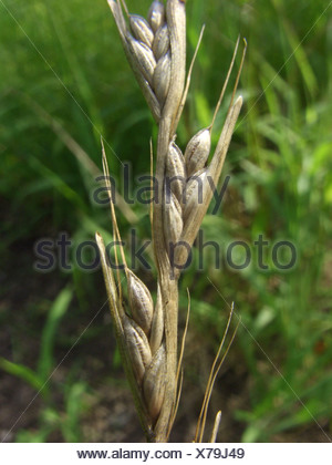 bearded darnel, poison rye-grass (Lolium temulentum), ripe spikelets ...
