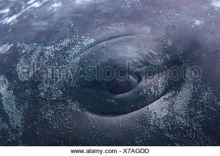 Sperm Whale Eye, Physeter macrocephalus, Caribbean Sea, Dominica Stock ...