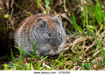gray-sided vole (Clethrionomys rufocanus), in front of its den Stock ...