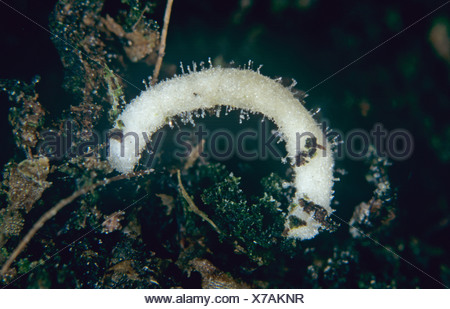 Sciarid fly larva Lycoriella auripila parasitised by nematodes Stock ...