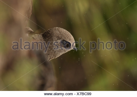 Great Dusky Swift, (Cypseloides senex), roost by waterfalls, Iguacu ...