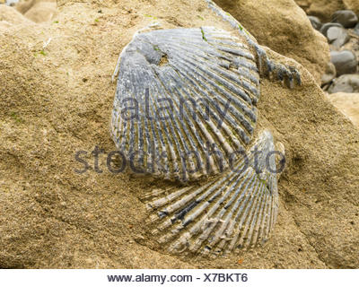Fossil sea shells embedded in rocks Stock Photo: 27083734 - Alamy