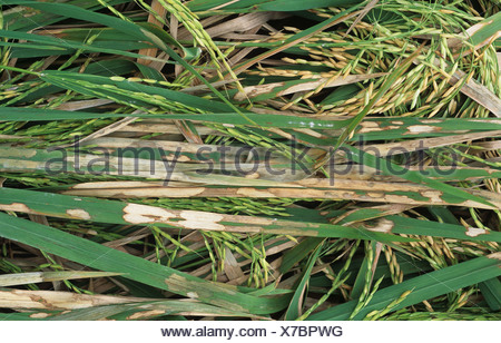 Rice sheath blight, Rhizoctonia solani, lesions on lodged rice crop ...