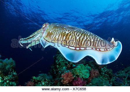 Pharaoh cuttlefish (Sepia pharaonis) males compete for attention of ...