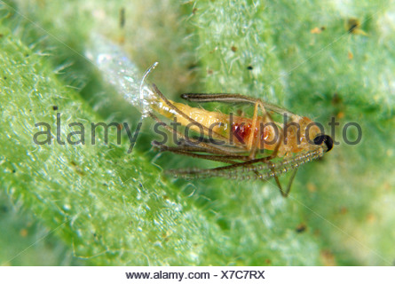 Predatory midge (Feltiella acarisuga) adult emerging from its pupa ...
