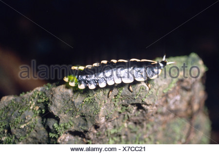 glow worm (Lampyridae), larva, in rainforest, Indonesia, Sumatra Stock ...