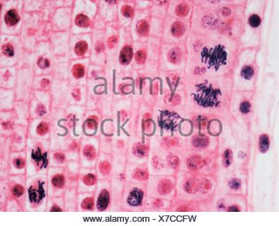 Mitosis. Light micrograph of onion (Allium cepa) root tip cells Stock ...