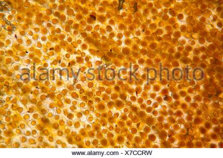 Leaf cells under microscope. micrograph, leaf under a microscope Stock ...