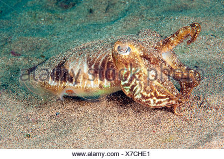 cuttlefish, squid, canary islands, atlantic / (Sepia officinalis Stock ...