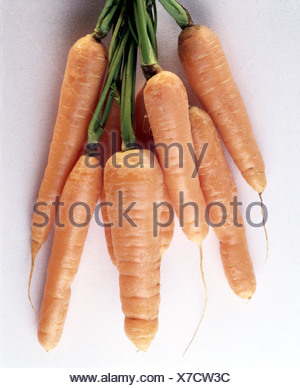 Carrot (Daucus carota) taproots Stock Photo: 16117087 - Alamy