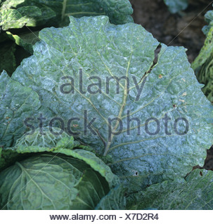 Powdery mildew Erysiphe cruciferarum on savoy cabbage leaf Stock Photo ...