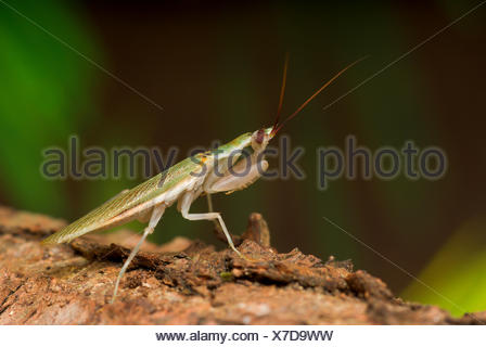 Gambian Spotted-eye Flower Mantis (Pseudoharpax virescens), male Stock ...