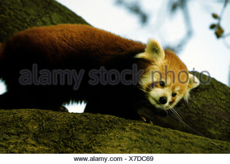 zoology / animals, mammal / mammalian, fire fox, (ailuridae), red panda ...