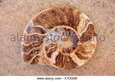Fossil - prehistoric snail - ammonite Stock Photo - Alamy