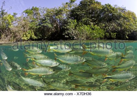 Piraputanga fish (Brycon hilarii) split level in the main spring at ...
