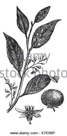 Gum benjamin tree, Styrax benzoin (Benzoin officinale). Handcoloured ...