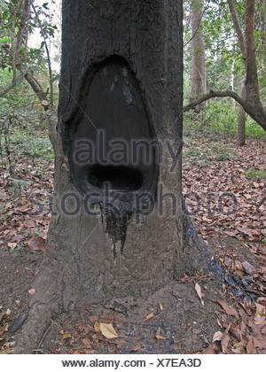 Hairy-leafed Apitong (Dipterocarpus alatus) close-up of trunk, with ...