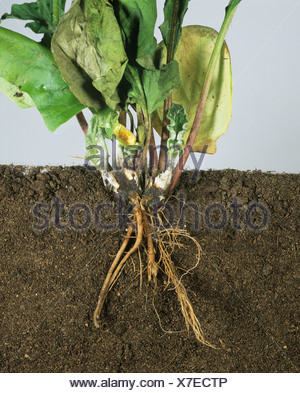 Root rot Phytophthora spp on Gerbera plant and roots Stock Photo ...