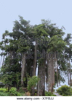 fig (Ficus altissima), tree growing on a ruin in Ta Som, Cambodia Stock ...