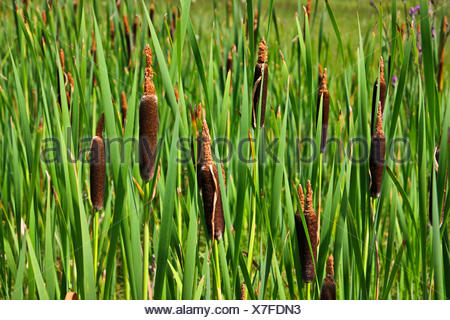 Bulrush, Cattail (Typha shuttleworthii, Typha transsilvanica, Typha ...
