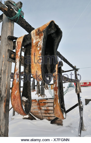 seal meat on drying rack inuit settlement greenland denmark Stock Photo ...
