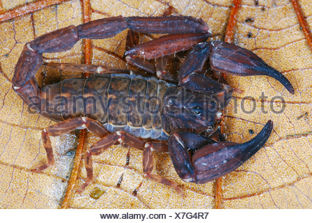 Chaerilus pictus Family : CHAERILIDAE . An extremely RARE species of ...