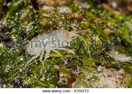 Sand hopper, Sand-hopper, Sandhopper, Greater sandhopper (Talitrus ...