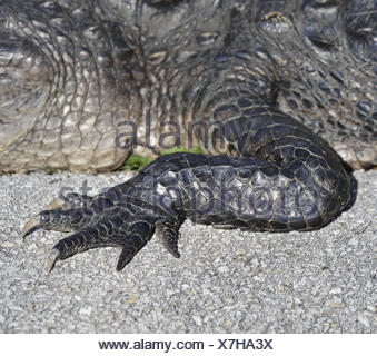 Alligator Claw Stock Photo: 88771008 - Alamy