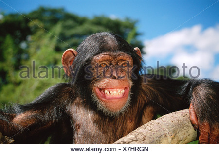 Chimpanzee Pan troglodytes Fear grin gesture of submission to other ...