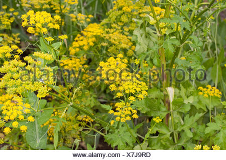 wild parsnip (Pastinaca sativa), yellow blossom Stock Photo: 76042576 ...