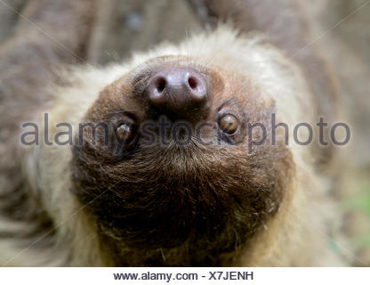 Two-toed sloth or unau, Choloepus didactylus, and pale-throated Stock ...