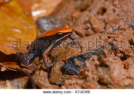 Betsileo Golden Frog, Bronze Mantella, Brown Mantella (Mantella Stock ...