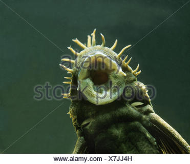 Medusa Pleco, ancistrus ranunculus, Close up of Mouth Stock Photo ...