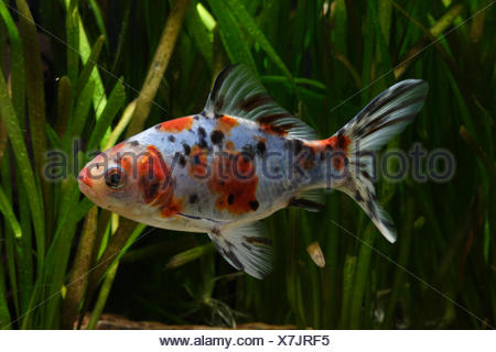 Shubunkin calico Goldfish Stock Photo: 85552356 - Alamy