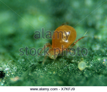 Predatory mite (Phytoseiulus persimilis) feeding on two spot spider ...