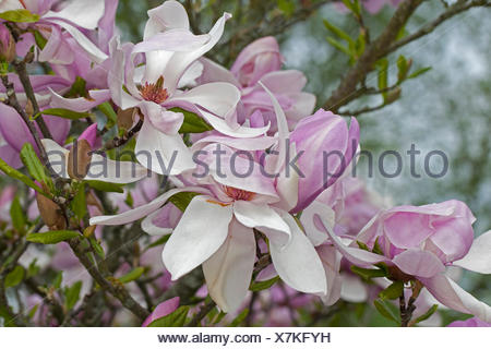 Purpur-Magnolie (Magnolia 'Ricki', Magnolia Ricki), cultivar Ricki ...