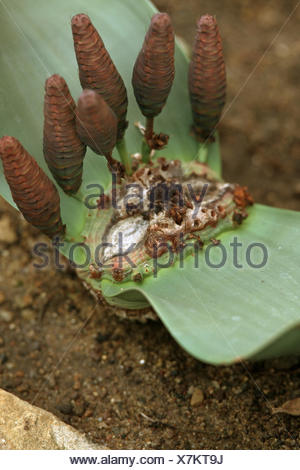Female flowers of Welwitschia mirabilis Stock Photo - Alamy