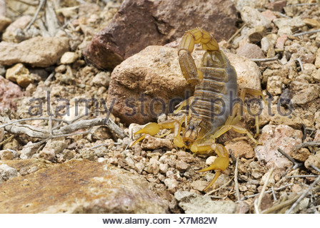 scorpions (Buthus ibericus), in defence posture, Spain, Andalusia Stock ...
