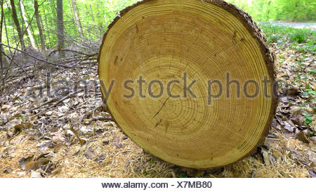 wood cross section larch trunk annual rings tree trunk structure ...