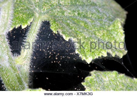Red Spider Mite on Cucumber (Tetranychus urticae Stock Photo: 113543727 ...